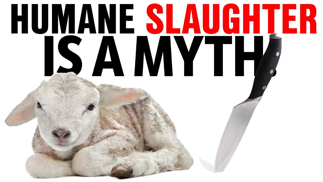 Humane Slaughter Is A Myth Gary Yourofsky - YouTube
