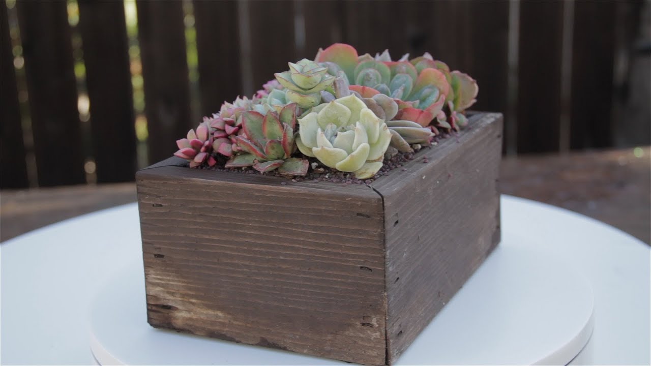 Succulents In A Box - YouTube