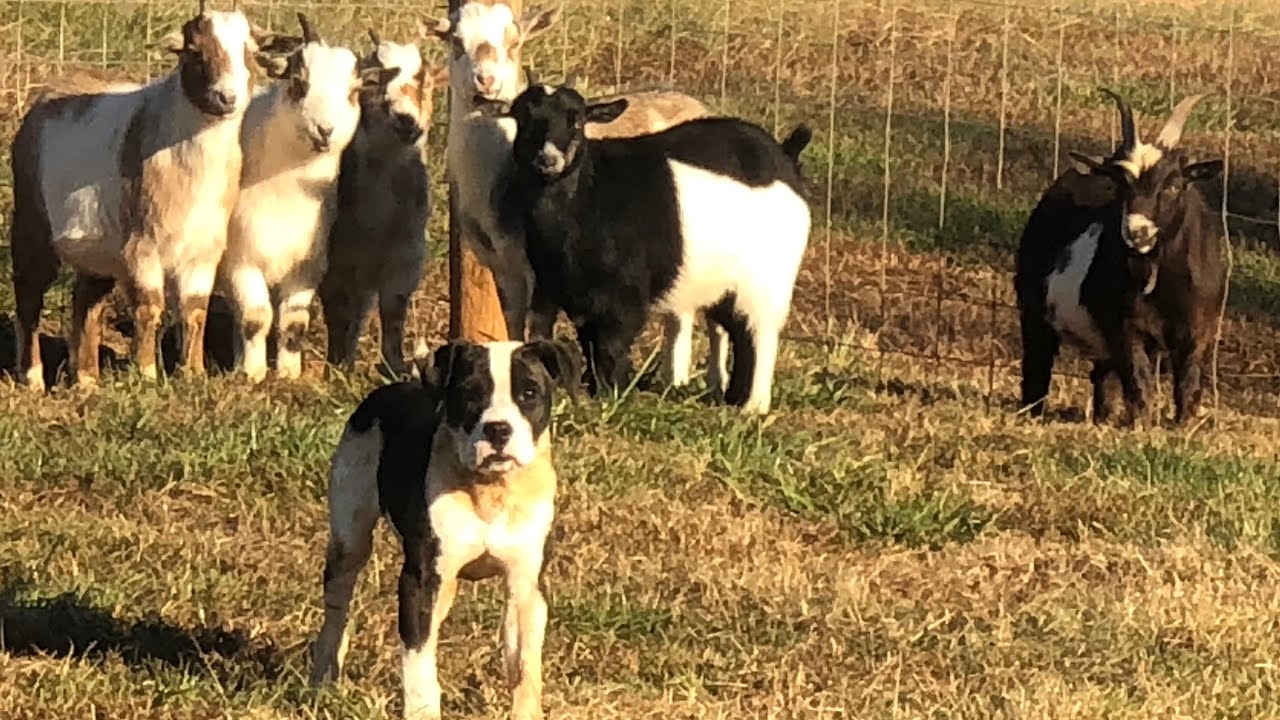 American Bulldog utility farm dog project: Introduction video - YouTube