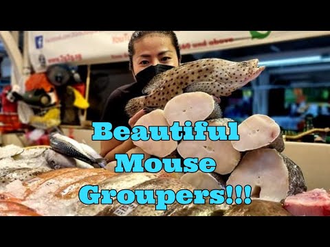 (23 Nov 2021 Tues) Malaysian Mouse Groupers available today! - YouTube