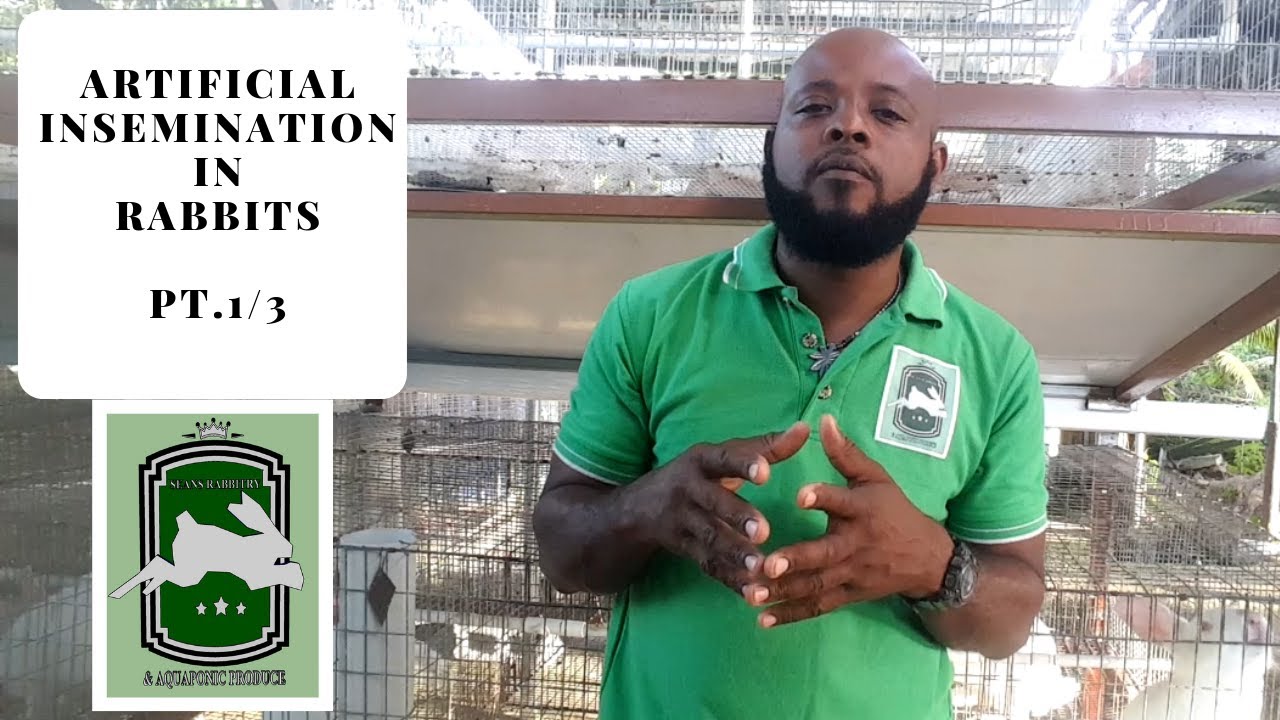 Trinidad Rabbit Farming - Artificial Insemination Pt.1/3 - YouTube