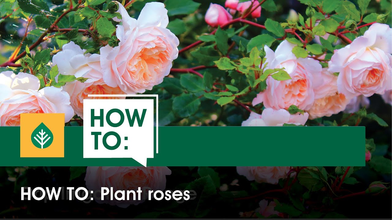 How To: Plant Roses - YouTube
