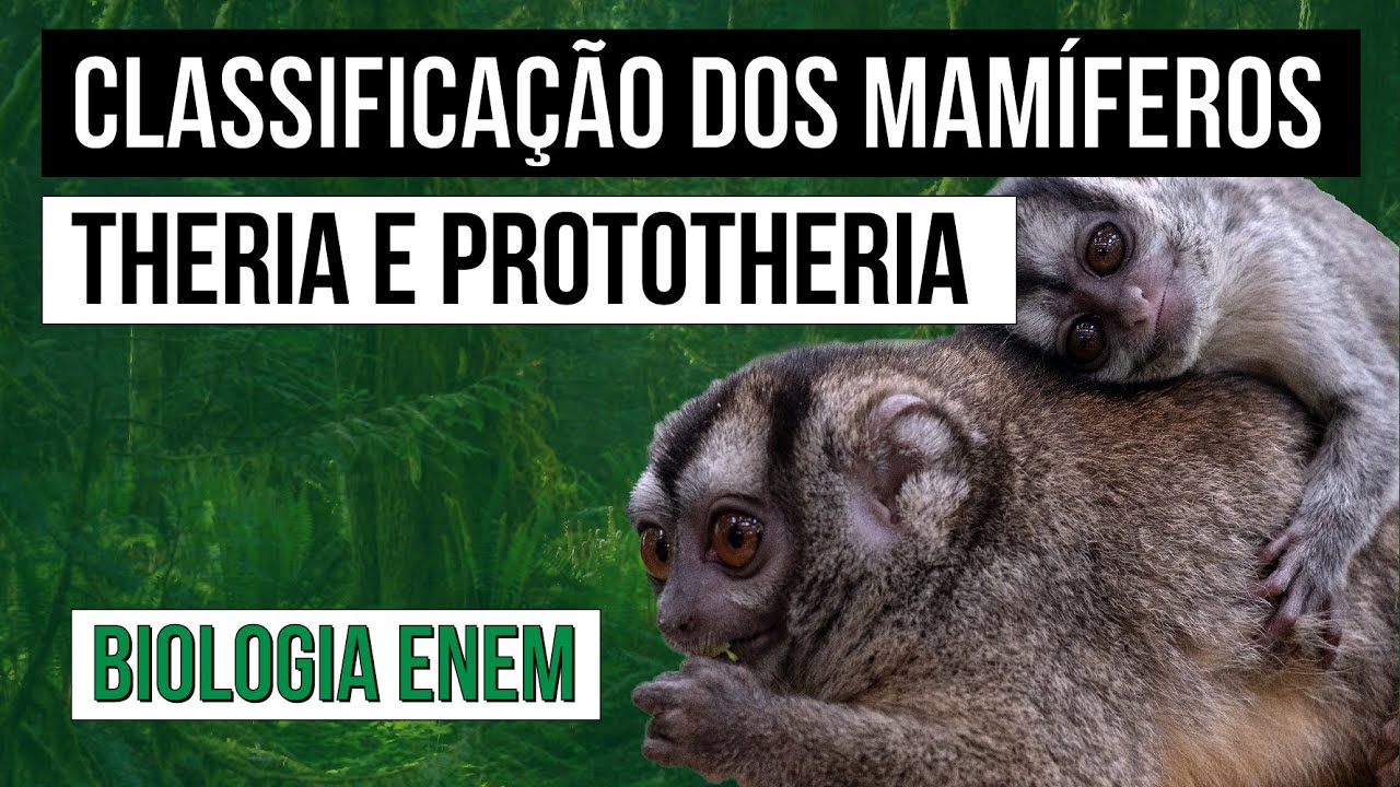 CLASSIFICAÇÃO DOS MAMÍFEROS: Theria e Prototheria | Biologia para o ...
