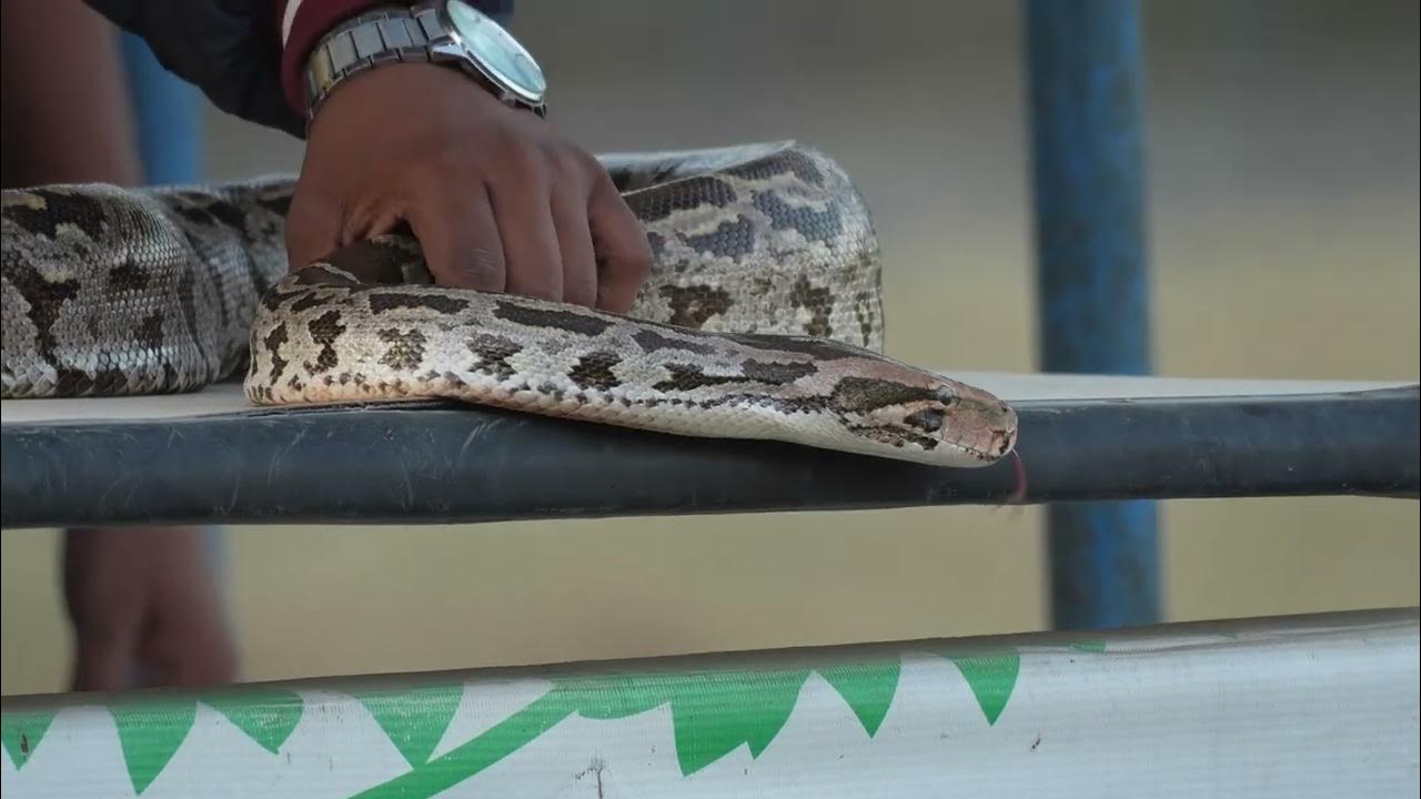 African Rock Python, Elixir Zoo, #NATURE, #WILDLIFE, #ANIMALS, # ...