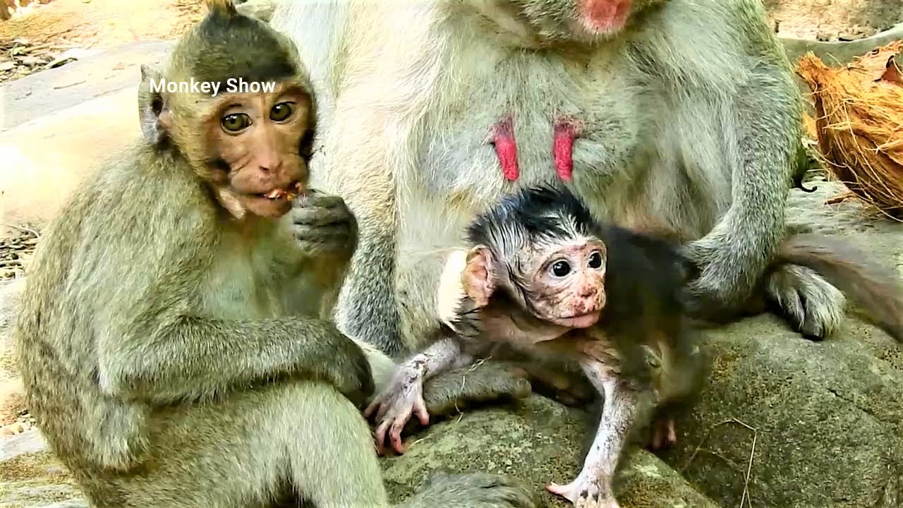 Beautiful Princess of Mama Jane... Adorable Jazzy and Jonna looks the ...