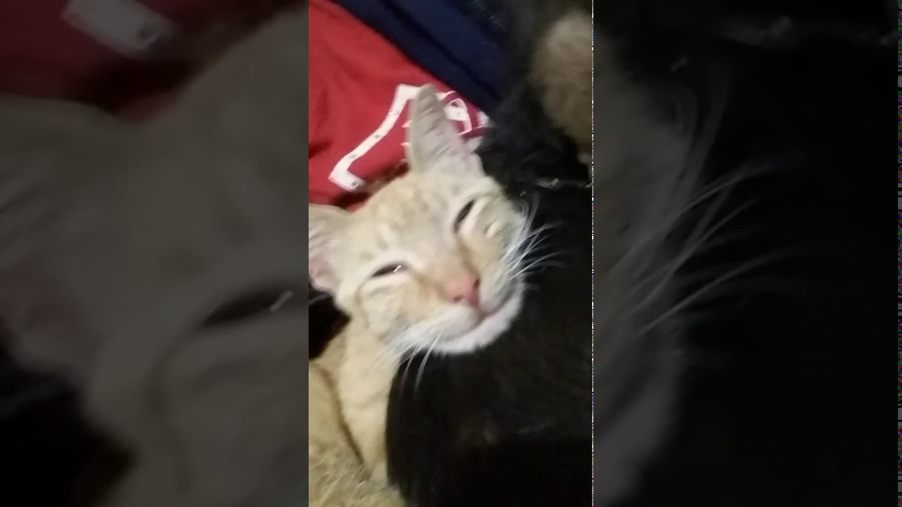 Gato sonriendo mientras duerme - YouTube