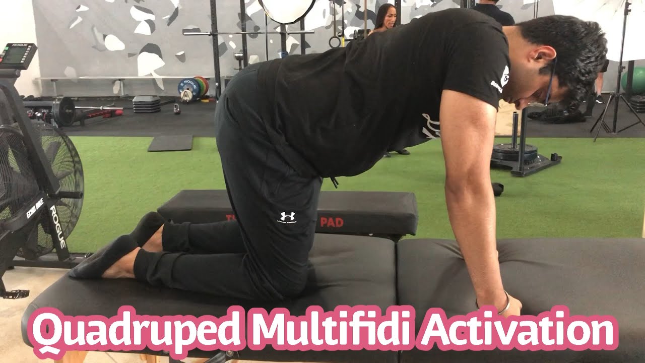 Quadruped Multifidi Activation - YouTube