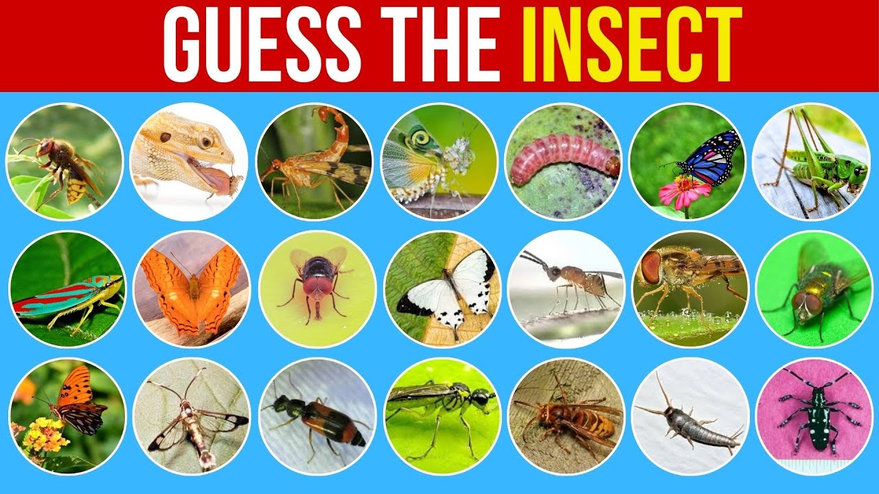 🦋 Guess The Insect Quiz | Insect Quiz 🐜🕷️ - YouTube