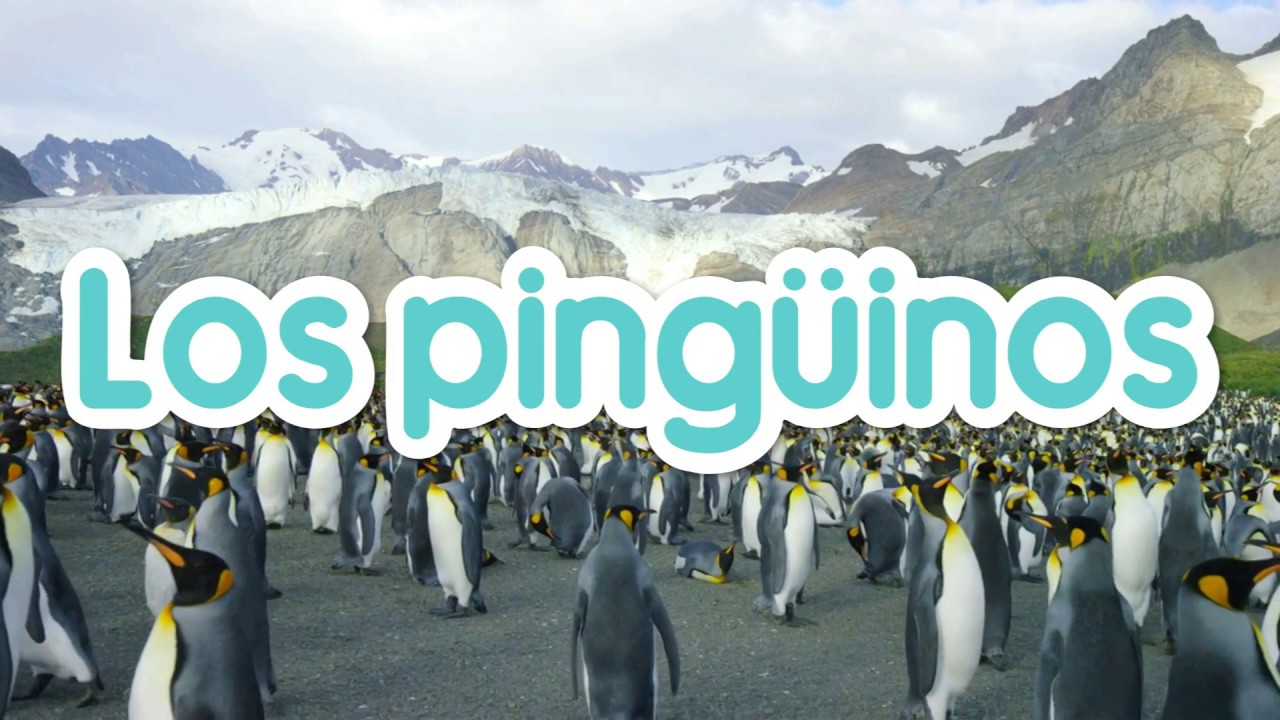 Los Pingüinos para niños en Español (con vídeos) - YouTube