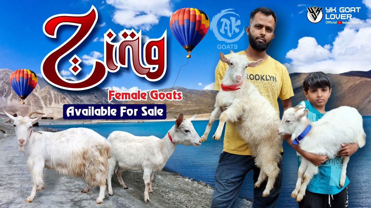 Top Quality Zing Female Goats Available For Sale in Pune at AK Goats ...