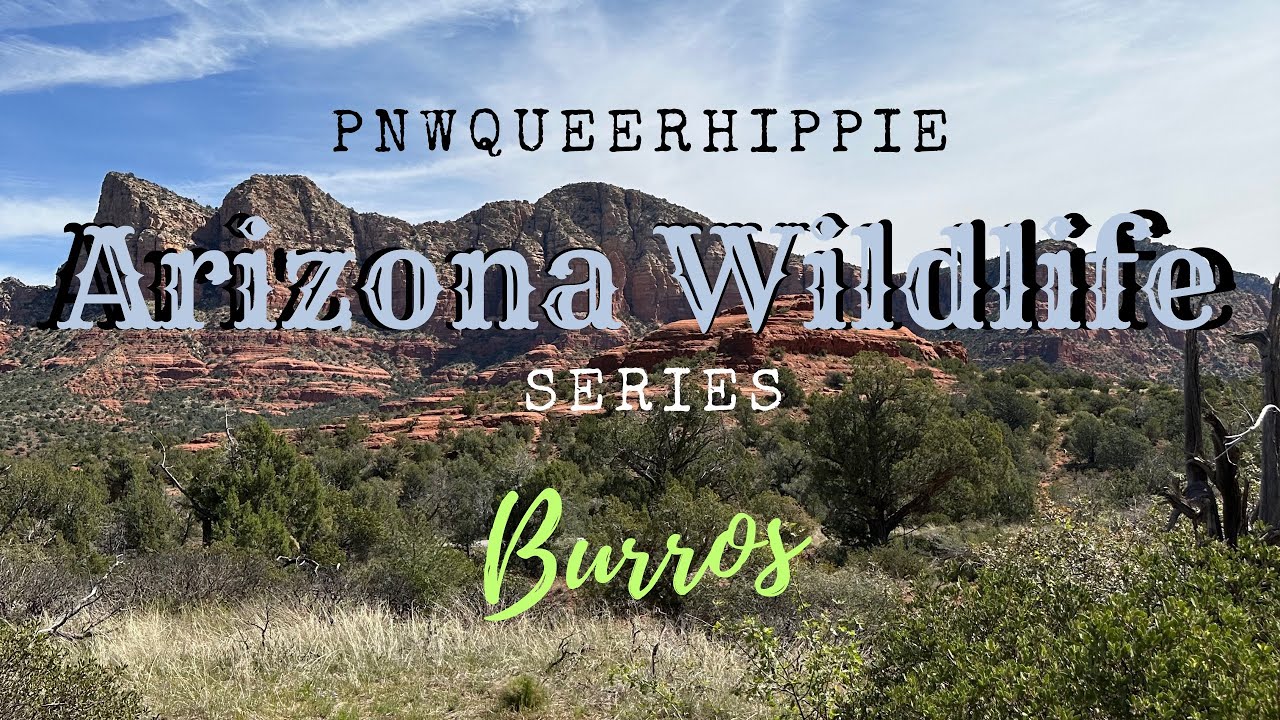 Arizona Wildlife - Burros - YouTube