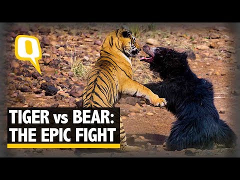 Must watch: A Rare Video of an Epic Battle Between a Bear and a Tiger | The Quint