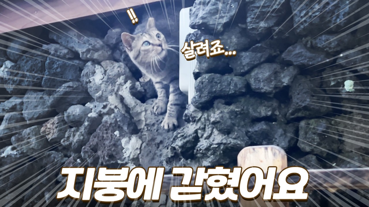 부르면 뚱땅거리며 달려오는 개냥이 - YouTube