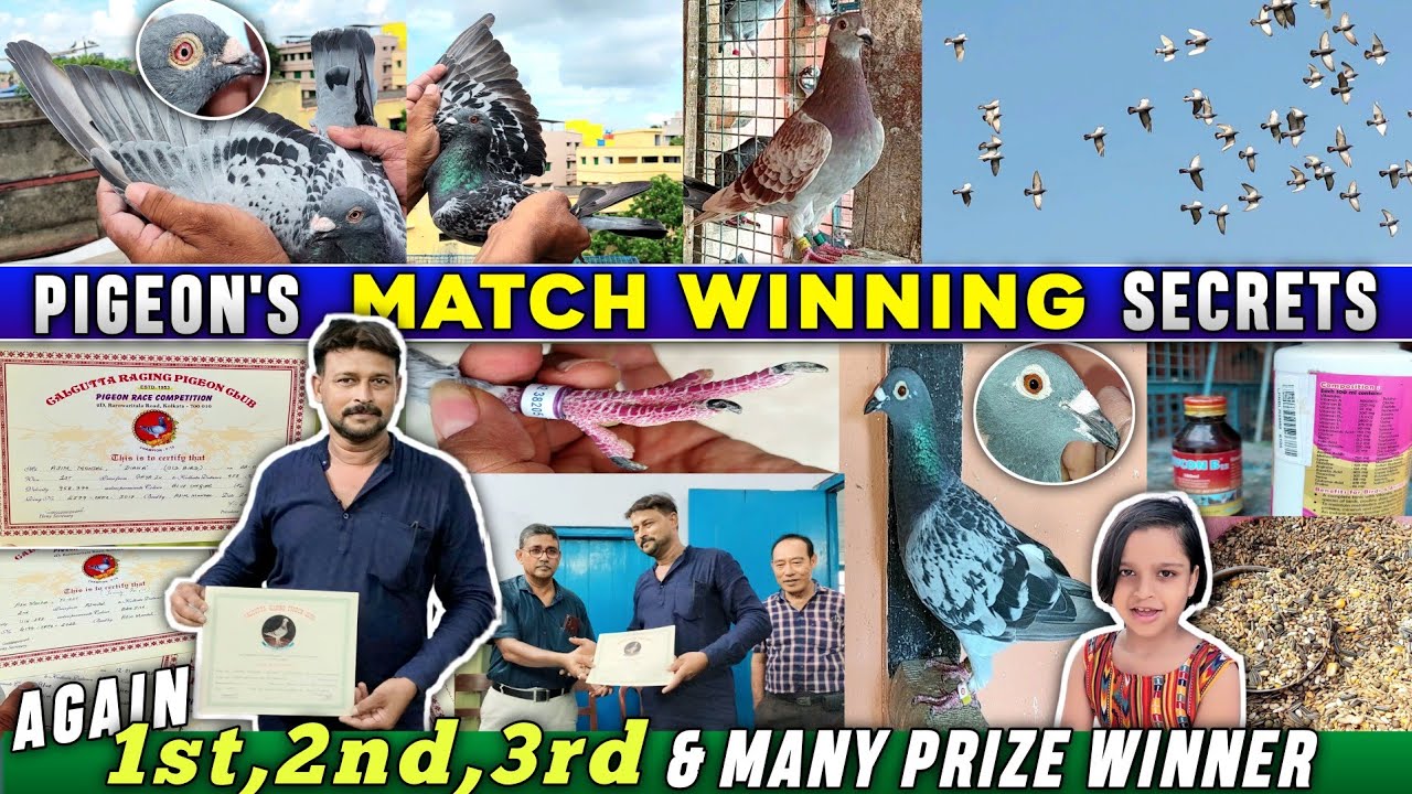 Pigeon Match Winining Secrets By Racing Pigeon KING -Ashim Mondal ...