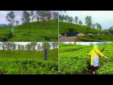 🍃wayanad thaila thottam/tea plantation - YouTube