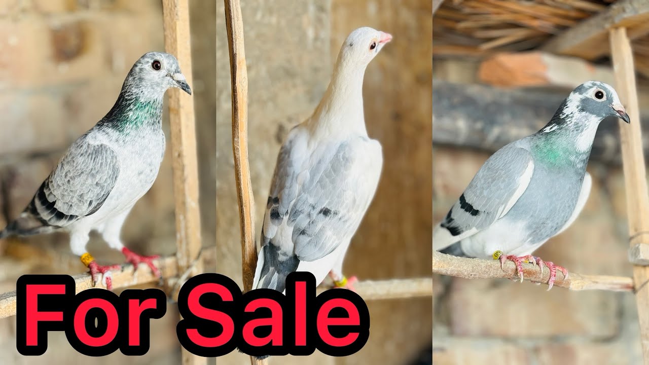 Racing Pigeons for Sale in Pakistan 2024 | Racer pigeon for sale - YouTube