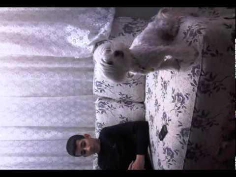 İlginç köpek (köpek şarkı söylüyor)