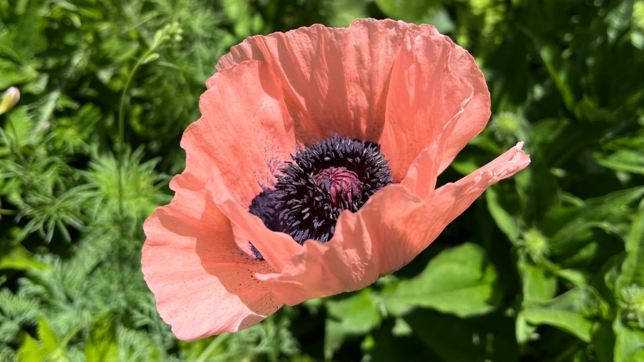 Can you Transplant Oriental Poppies? Watch me do it! - YouTube