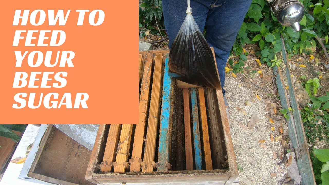 How to feed your bees sugar - YouTube