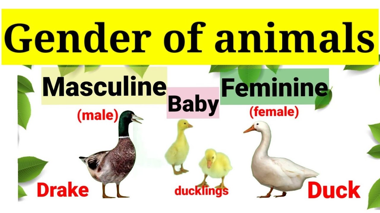 masculine and feminine gender of animal || male female gender of animal ...
