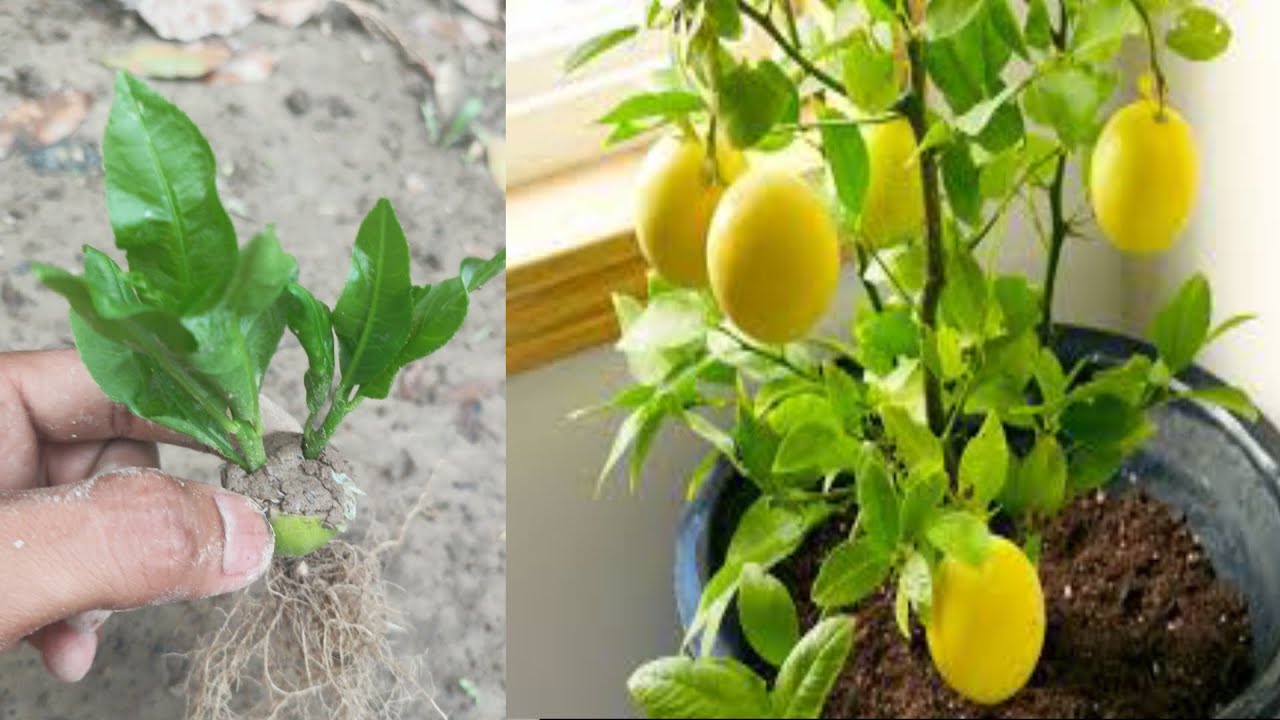 Unique skill growing lemon tree from lemon fruit, how to grow lemon ...
