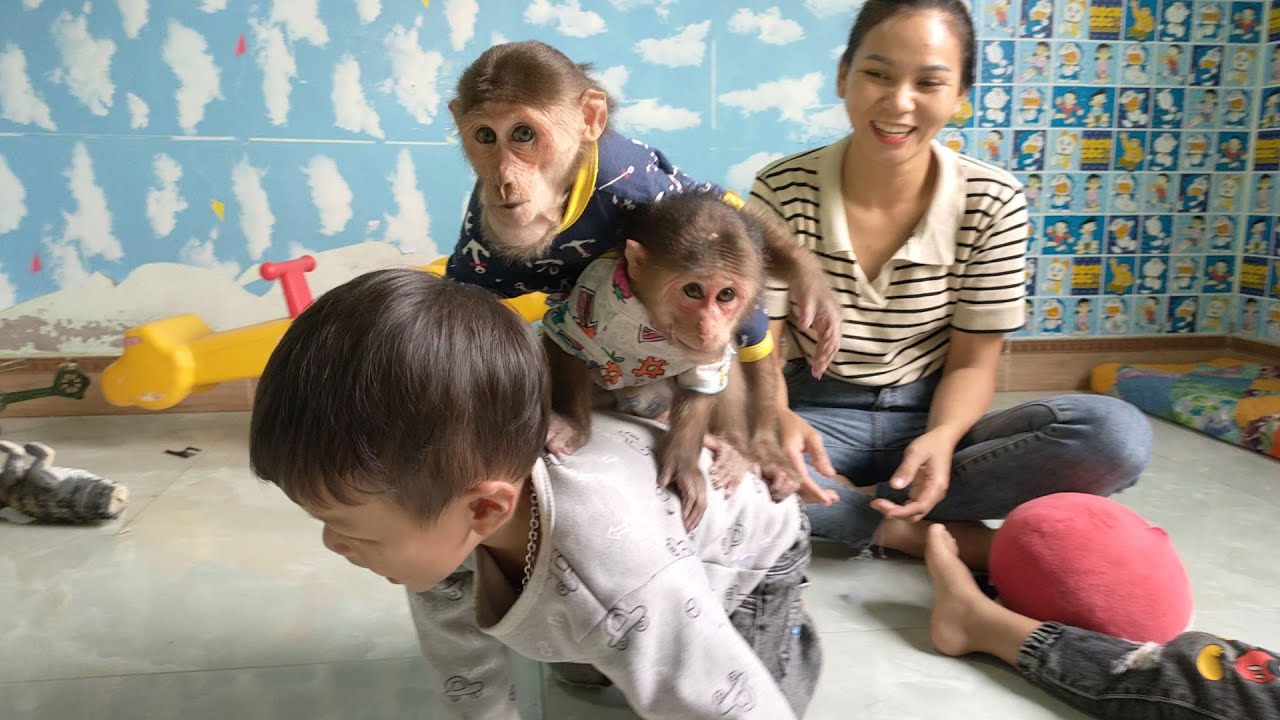 Mimi Kuku monkeys playing seesaw riding with their brother - YouTube