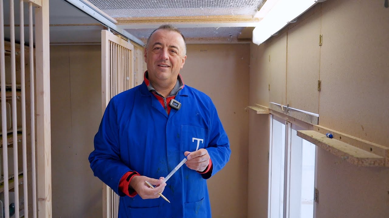 Cum aflam dacă porumbeii sunt sănătoși? Ghid de recoltare probe pentru ...