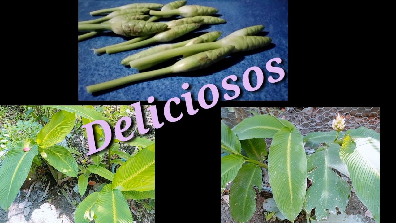 Como hacer chufles en crema ,economicos ,deliciosos ,faciles - YouTube