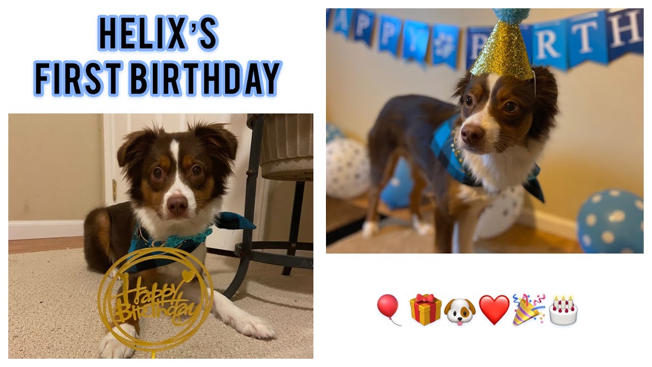 Puppy's First Birthday! | Helix the Mini Aussie | - YouTube