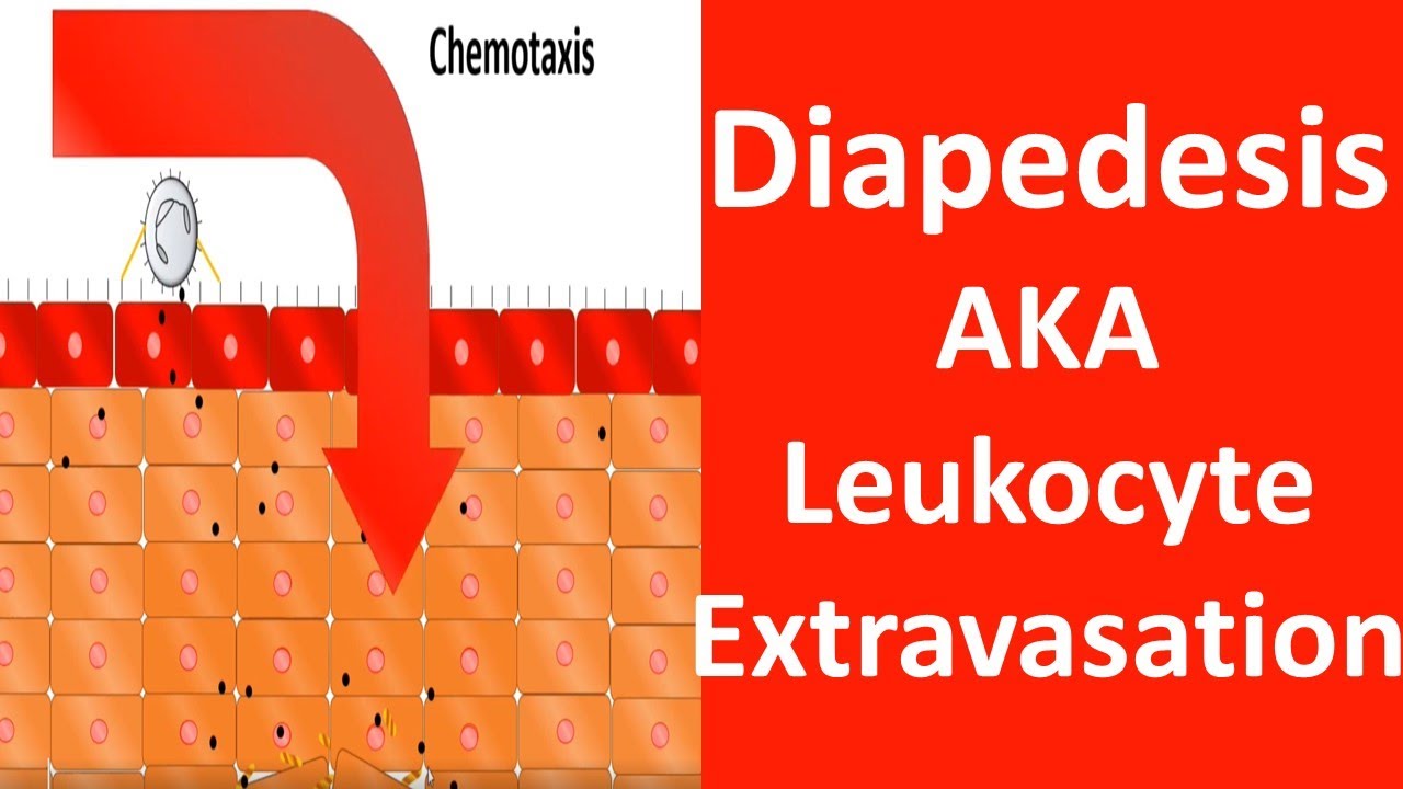 Diapedesis