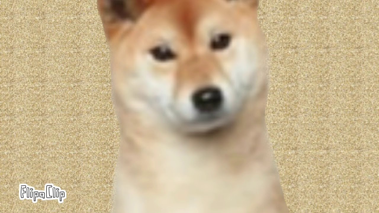 Shiba inu Dun Dun dramatic sound - YouTube