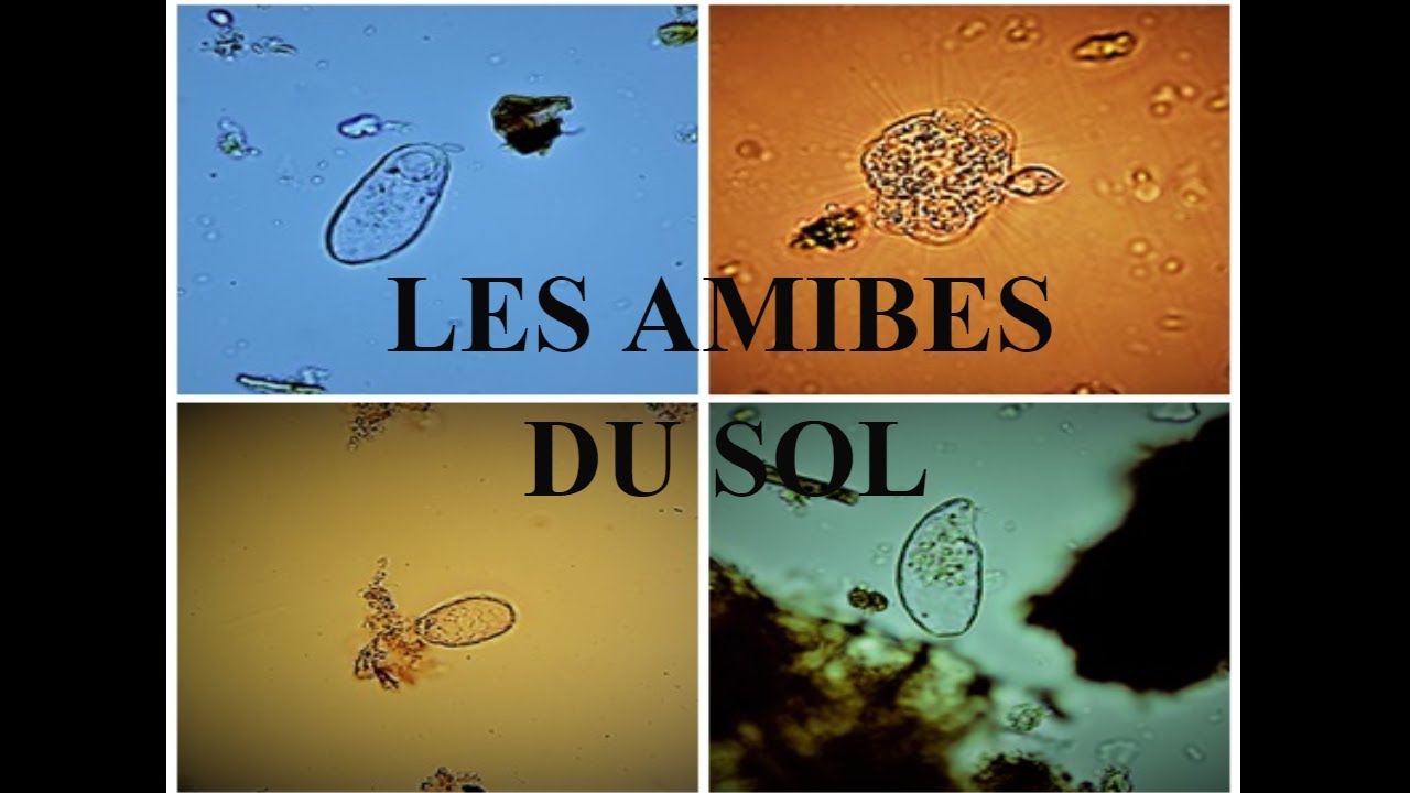 Sol vivant au microscope: les amibes prédatrices de bactéries. - YouTube