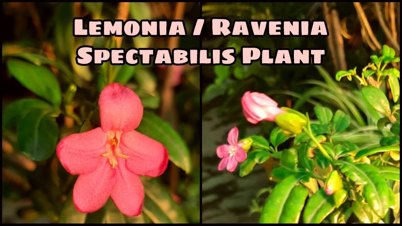 Information on Lemonia Plant| Tips to Grow and Care| Ramiya's Gardening ...