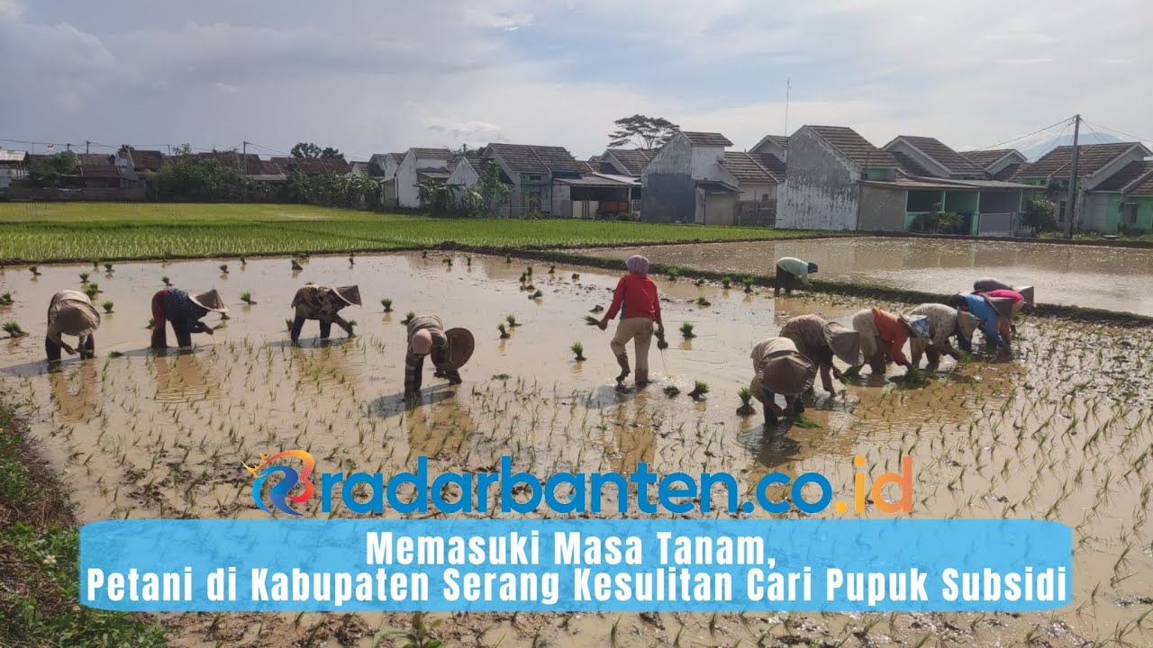 Memasuki Masa Tanam, Petani di Kabupaten Serang Kesulitan Cari Pupuk ...