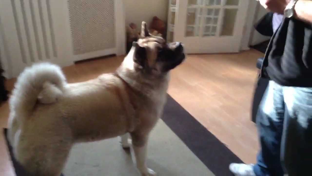 Attack of the Akita - YouTube