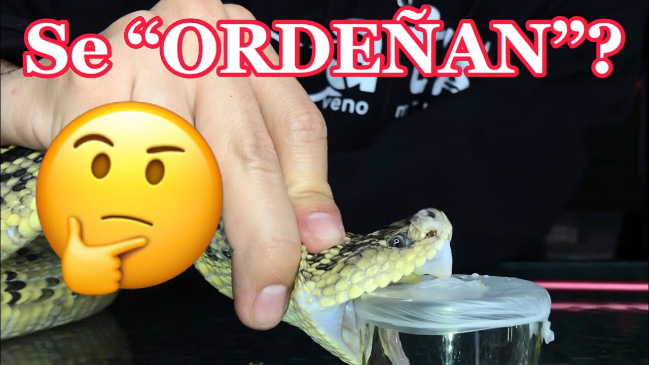 Veneno de cascabel Crotalus totonacus - obtención - YouTube