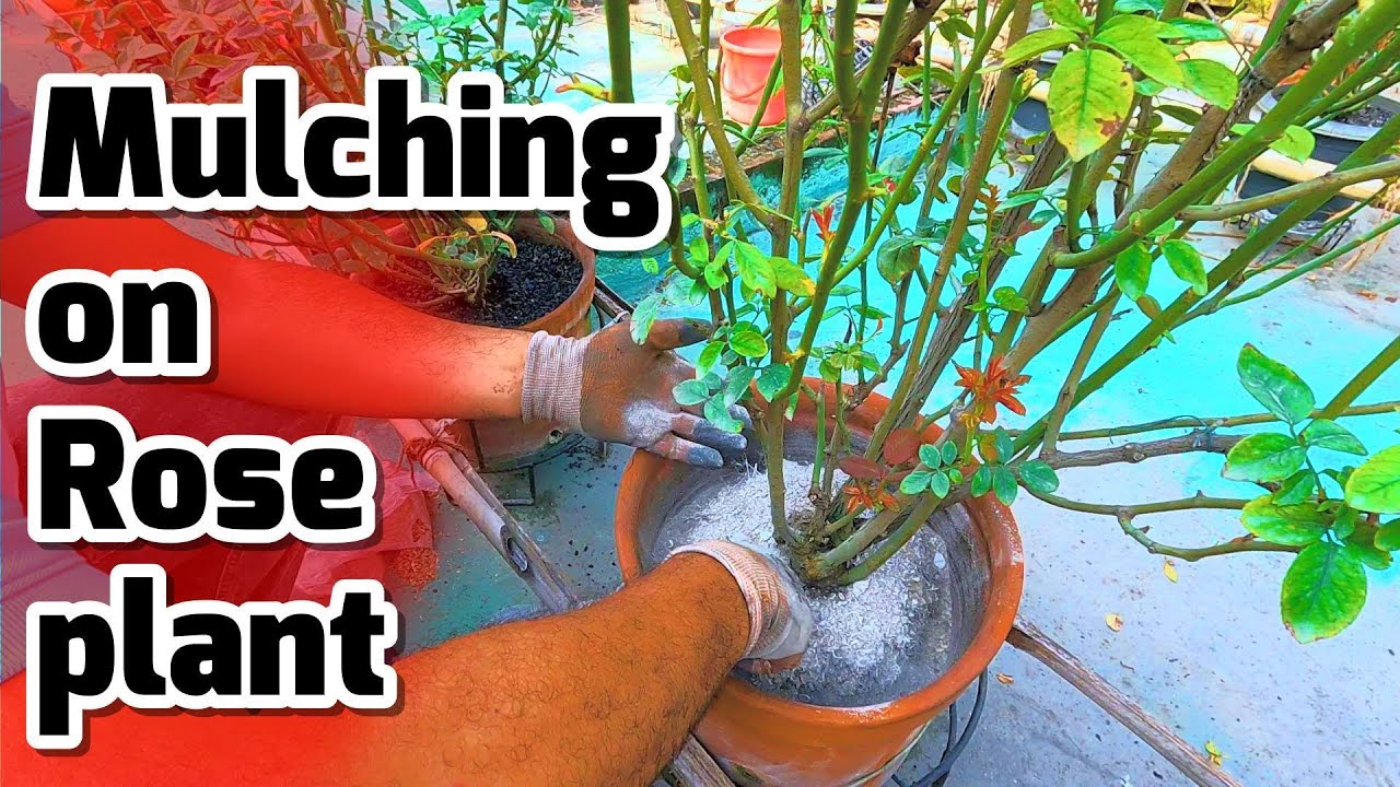 Rose plant mulching process | Rose plant October care | How to mulch ...