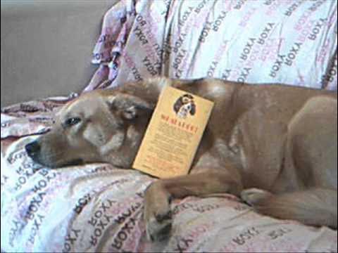 farley mowat the dog who wouldnt be - YouTube