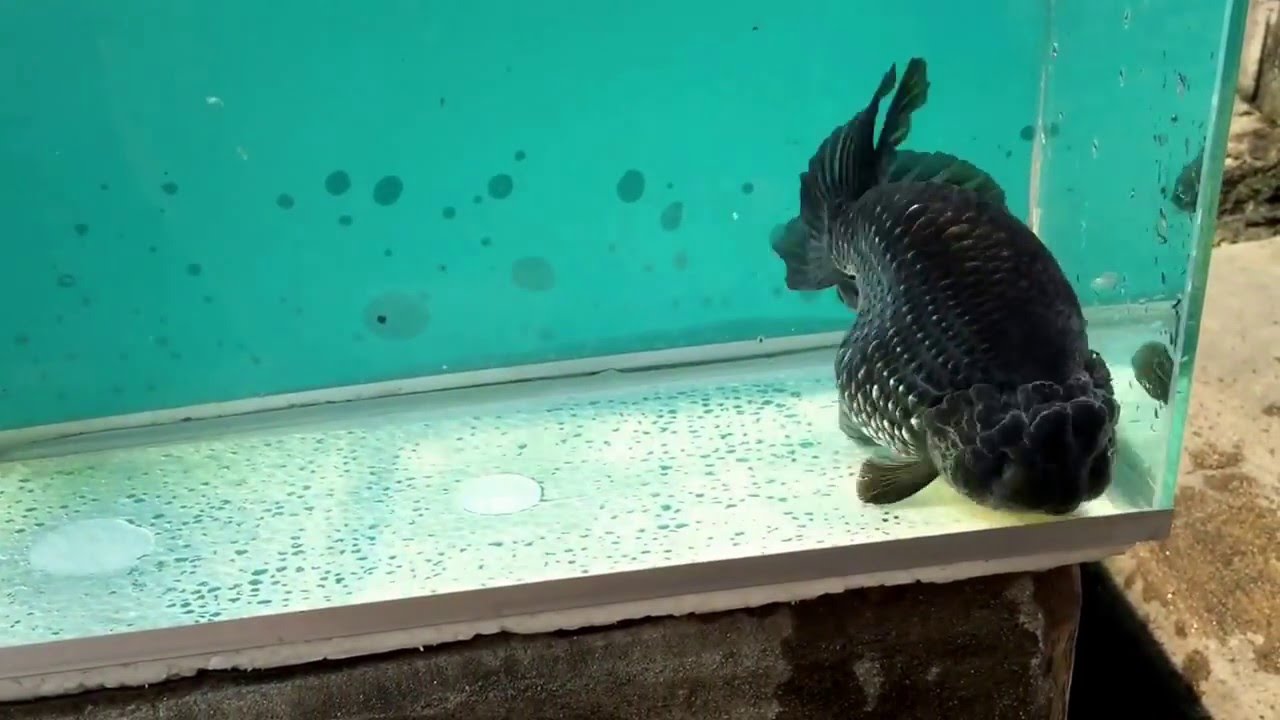 Blue ranchu 2 - YouTube