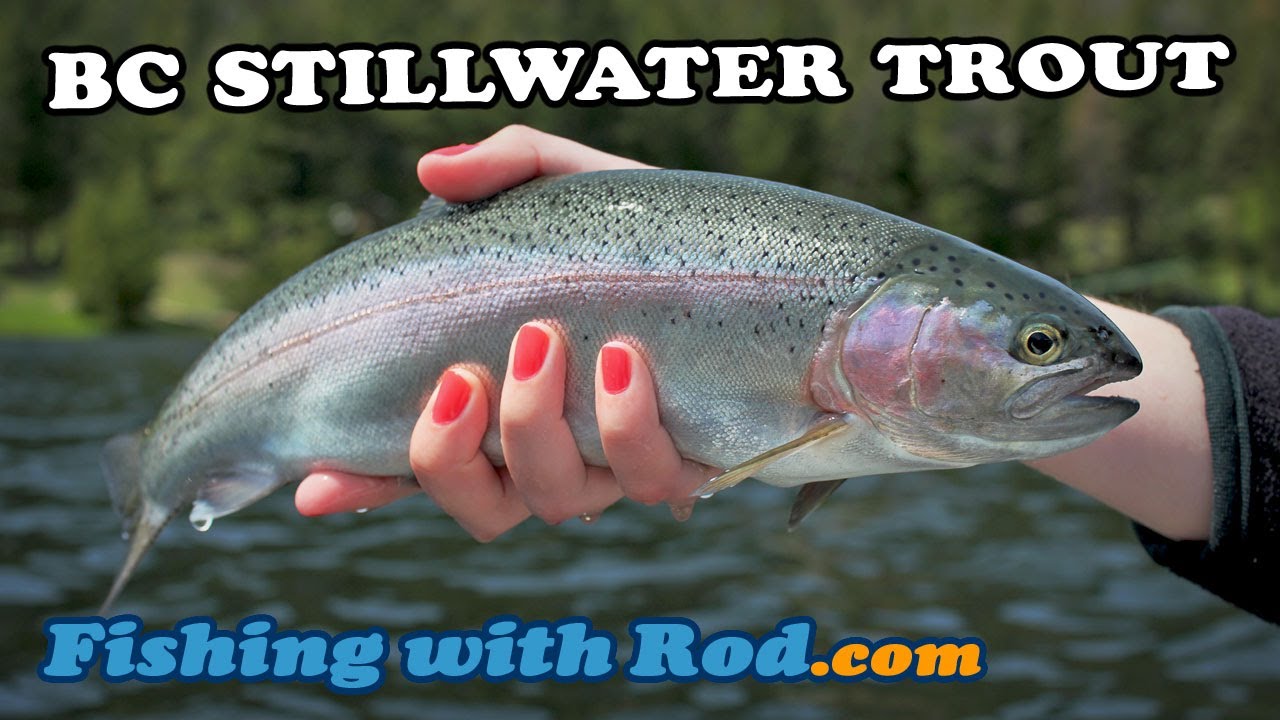 Fishing with Rod: BC Stillwater Trout - YouTube