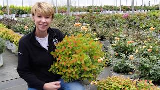 Double Play® Candy Corn® spirea
