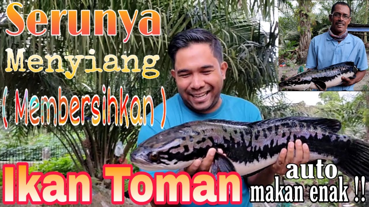 Cara Menyiang/Membersihkan Ikan Toman - MZF Bertuah - YouTube