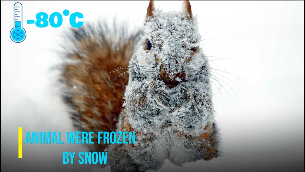"Extreme Cold ANIMAL WERE FROZEN !" - YouTube