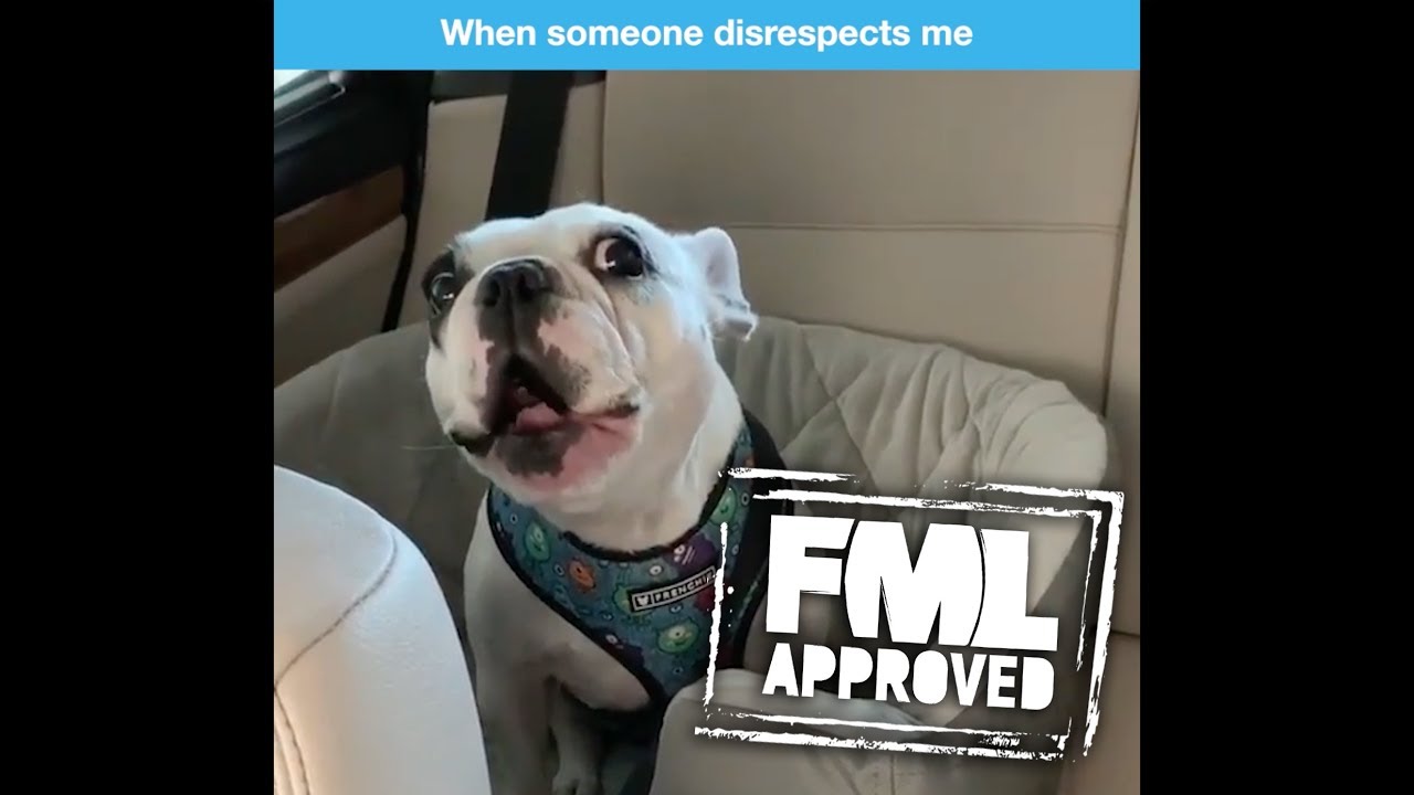 Disrespectful Puppy - YouTube