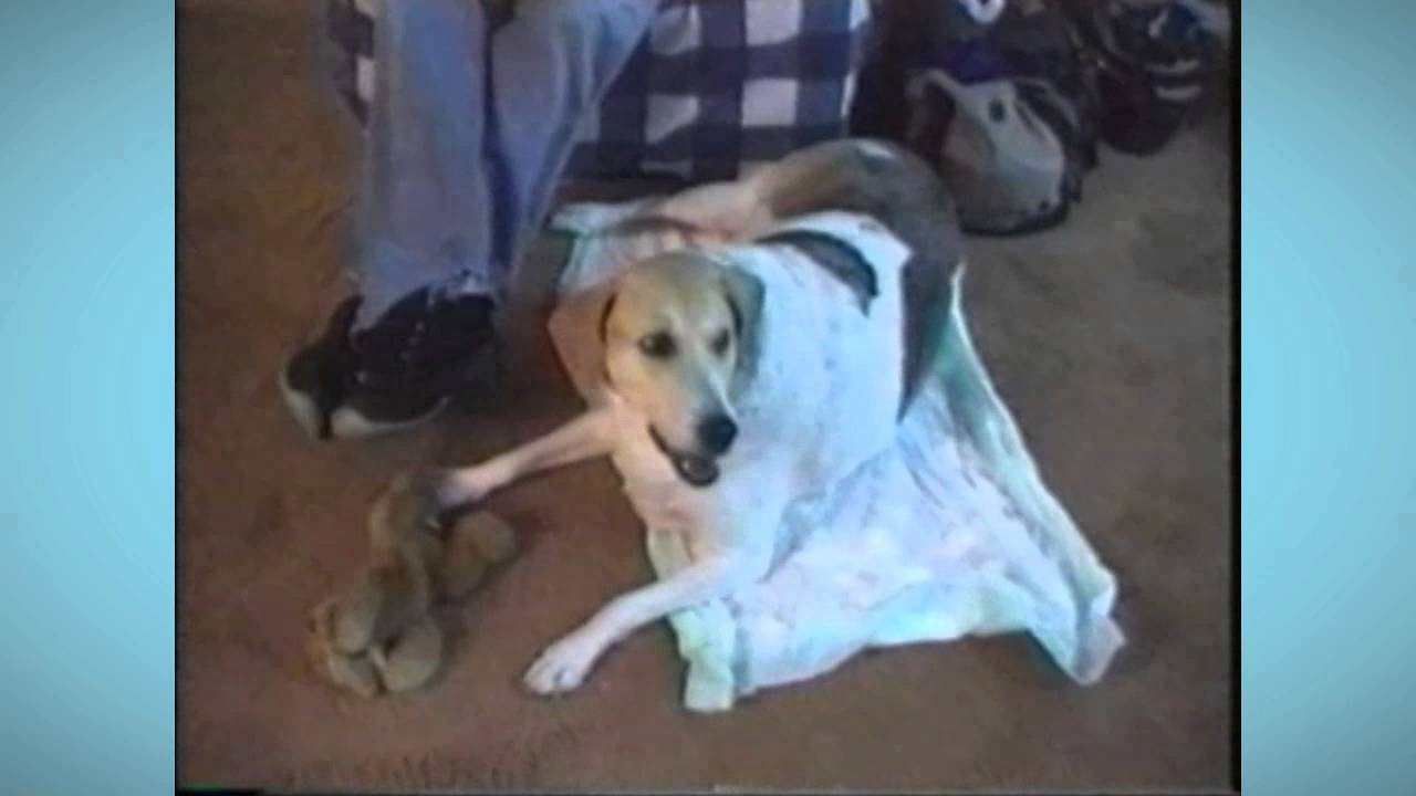 LILLY - Dog Paralysis Recovery, with NZYMES Support - YouTube