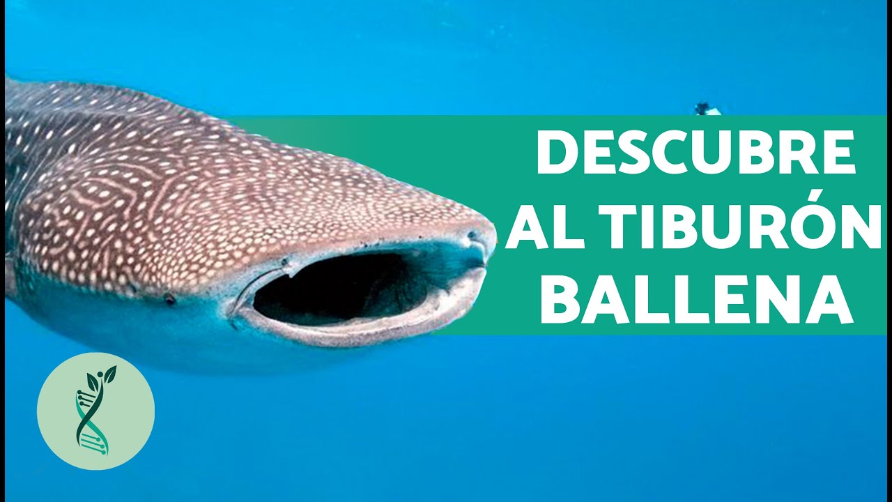 ¿Es PELIGROSO el TIBURÓN BALLENA? 🦈🐋 (Características, Hábitat ...