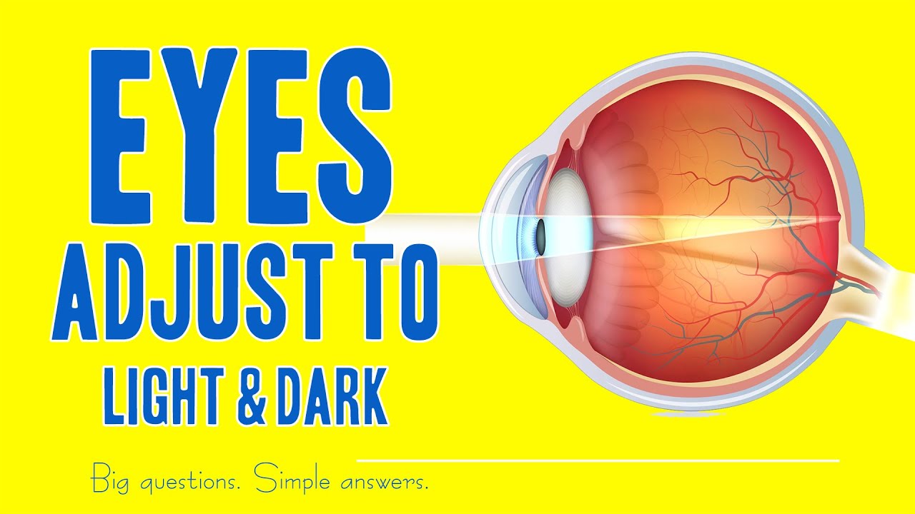 Eyes Adjust to Light & Dark (Science Explained) - YouTube