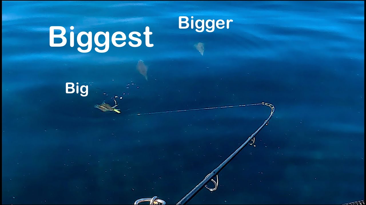 Catching BIG Squid and Snappers on Lures - YouTube