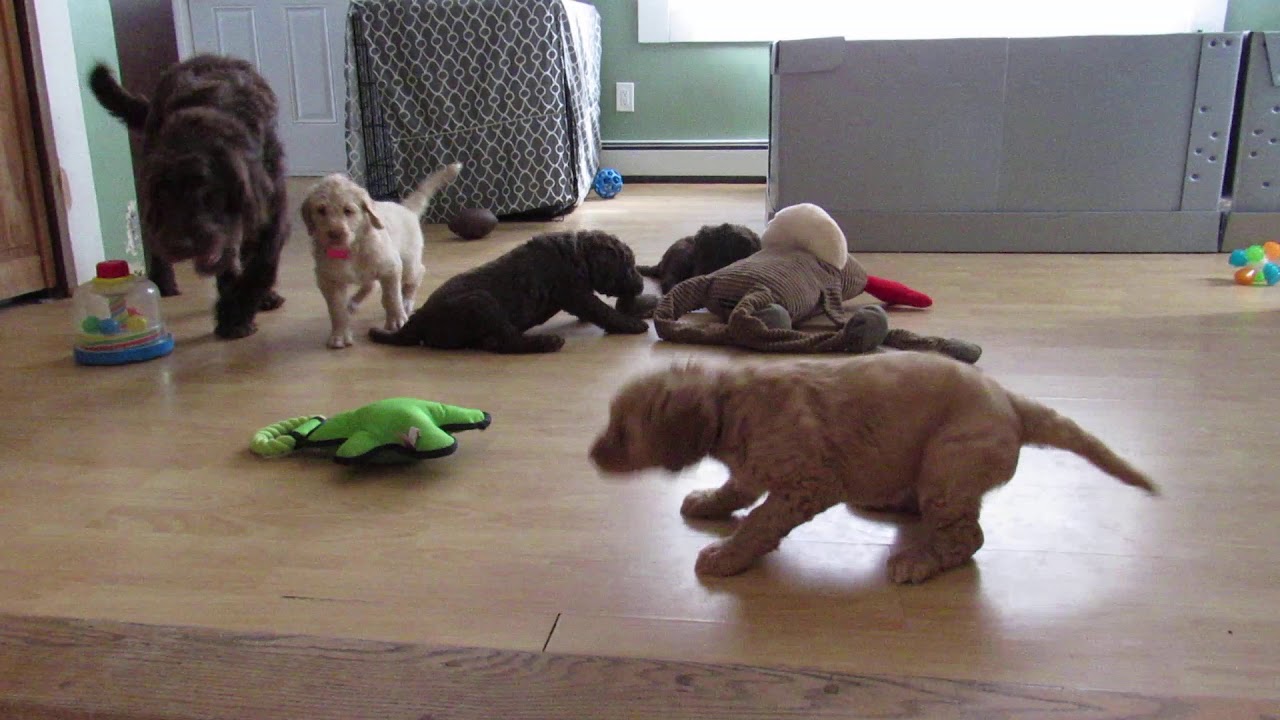 Labradoodles playing - YouTube