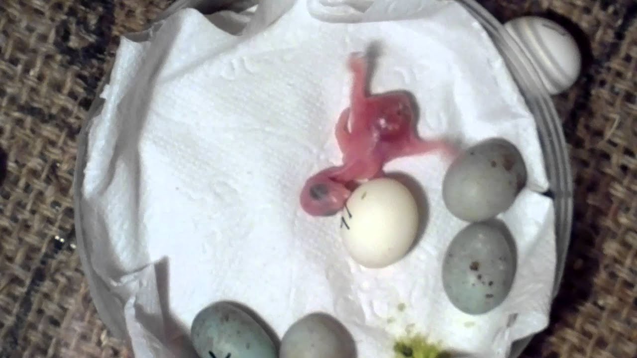 Alien on Petri Dish - YouTube